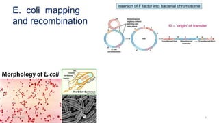 Bacterial recombination and mapping in e.coli