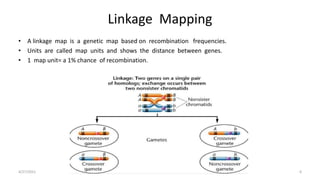 Bacterial recombination and mapping in e.coli