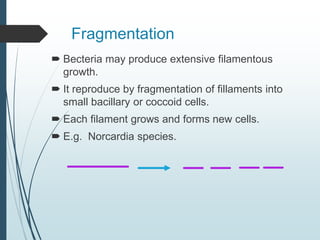 Bacterial replication | PPTX