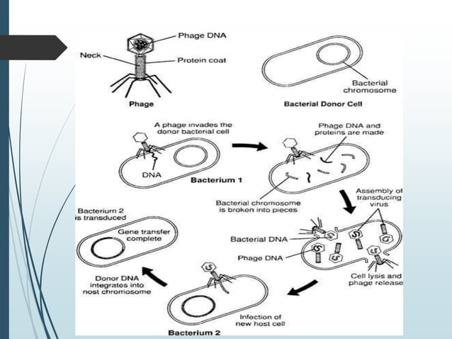 Bacterial replication | PPTX | Biological Sciences | Science