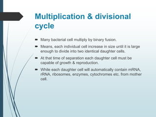 Bacterial replication | PPTX