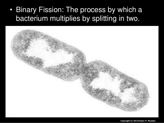 Bacterial Reproduction Biology Lesson PowerPoint, Binary Fission