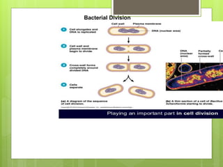 bacterial reproduction.pptx