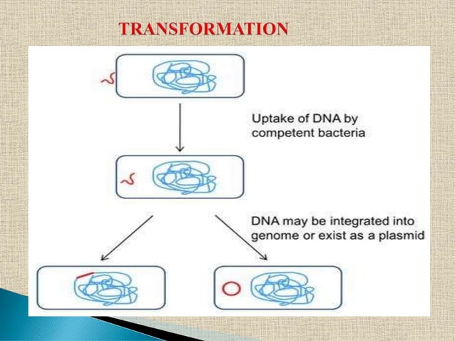 Bacterial Reproduction.pdf