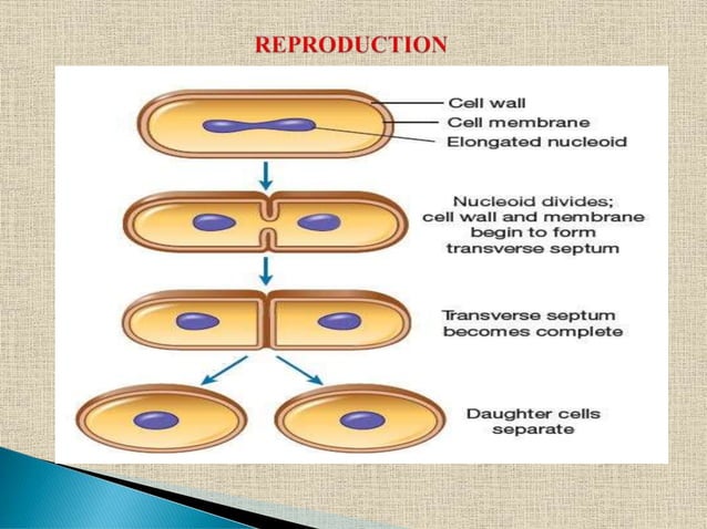 Bacterial Reproduction.pdf