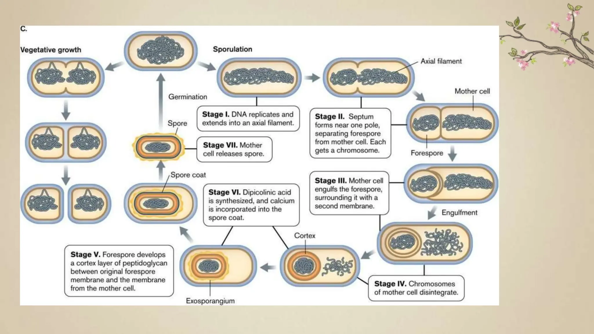 Bacterial Reproduction & Sporulation.pptx