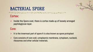 Bacterial Reproduction & Sporulation.pptx
