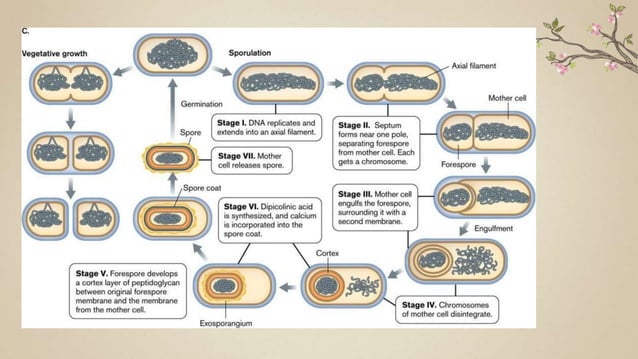 Bacterial Reproduction & Sporulation.pptx