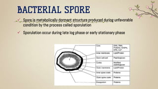 Bacterial Reproduction & Sporulation.pptx