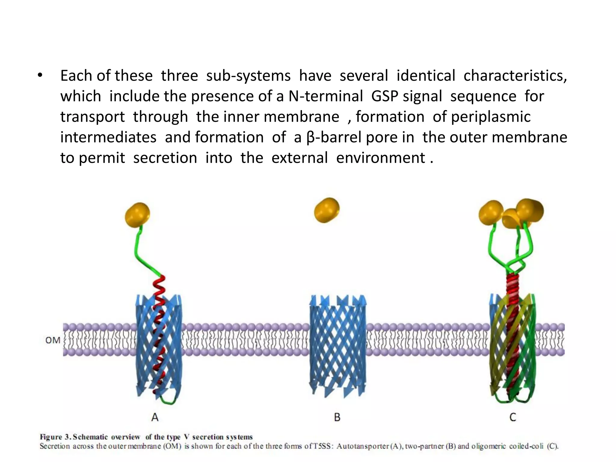 Bacterial secretion | PDF