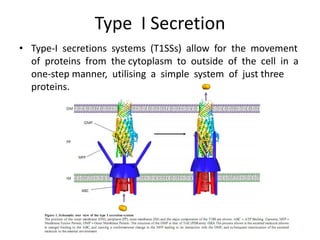 Bacterial secretion | PDF