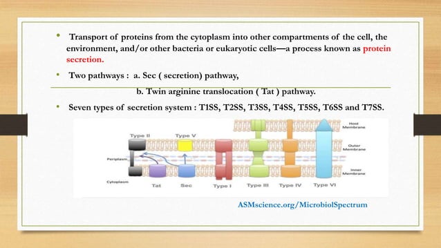 Bacterial secretion system and types .pptx