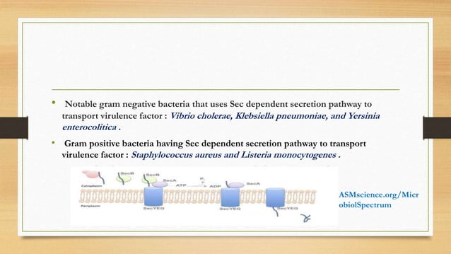 Bacterial secretion system and types .pptx