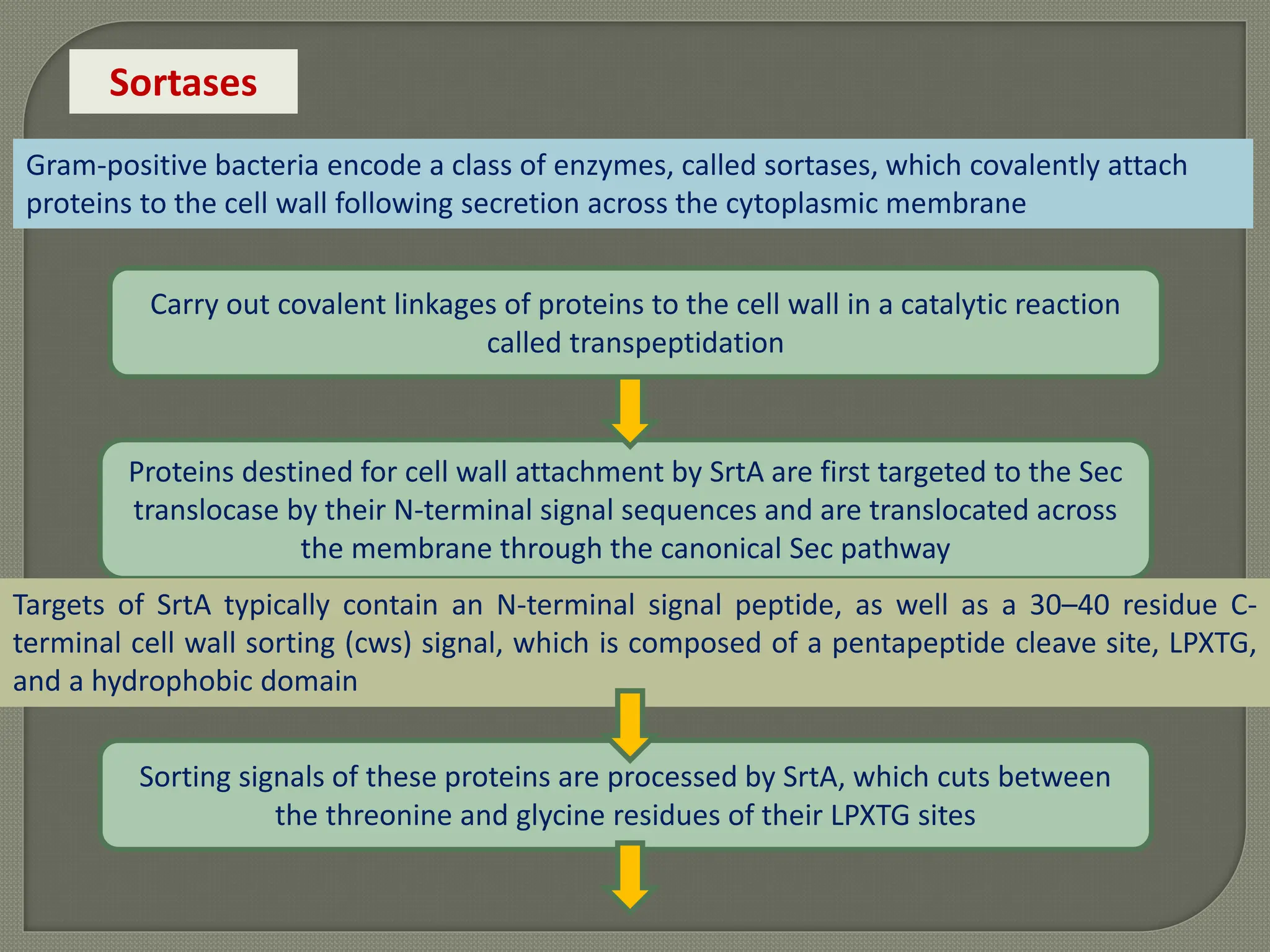 BACTERIAL SECRETION SYSTEM by Dr. Chayanika Das | PPTX