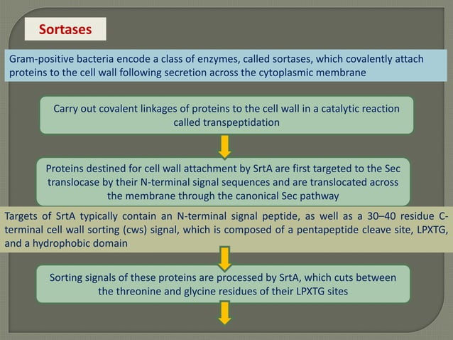 BACTERIAL SECRETION SYSTEM by Dr. Chayanika Das | PPTX