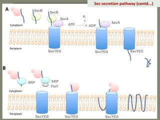 BACTERIAL SECRETION SYSTEM by Dr. Chayanika Das | PPTX
