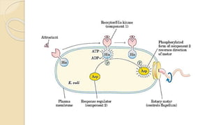 Bacterial signal transduction.pptx