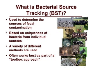 Bacterial source tracking gentry | PPT
