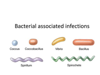 Bacterial species of_medical_importance | PPTX
