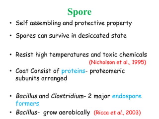 Types Of Bacterial Spores