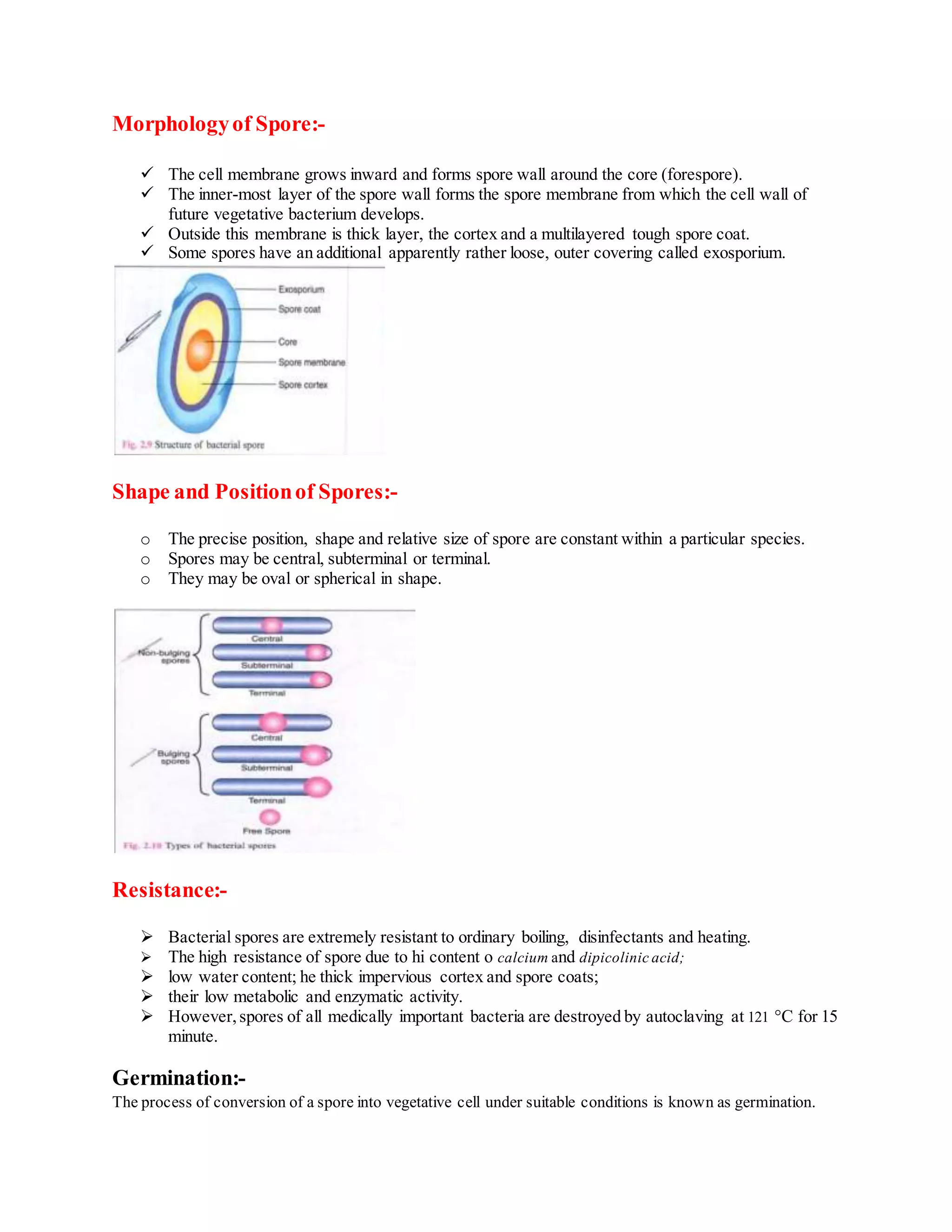 Bacterial spore and sporulation | DOCX