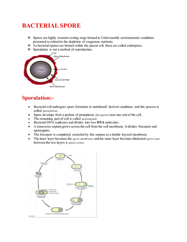 Bacterial spore and sporulation | PDF