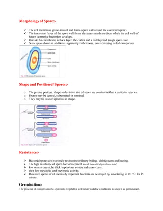 Bacterial spore and sporulation | PDF