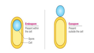 Bacterial spore physiology.pdf