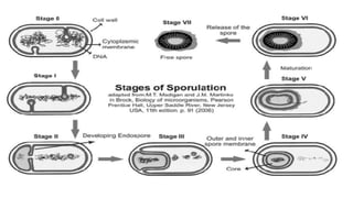 Bacterial spore physiology.pdf