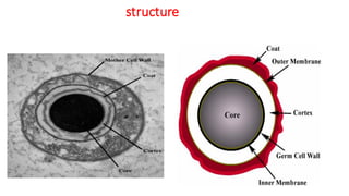 Bacterial spore physiology.pdf
