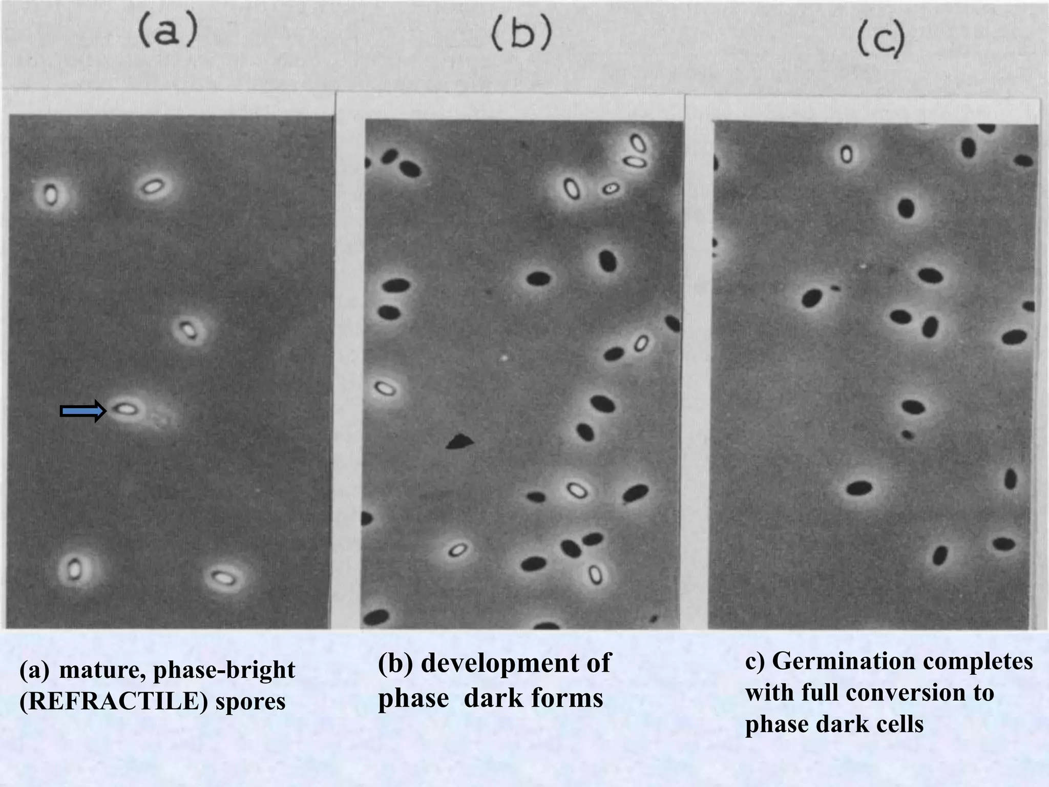 bacterial spore.ppt