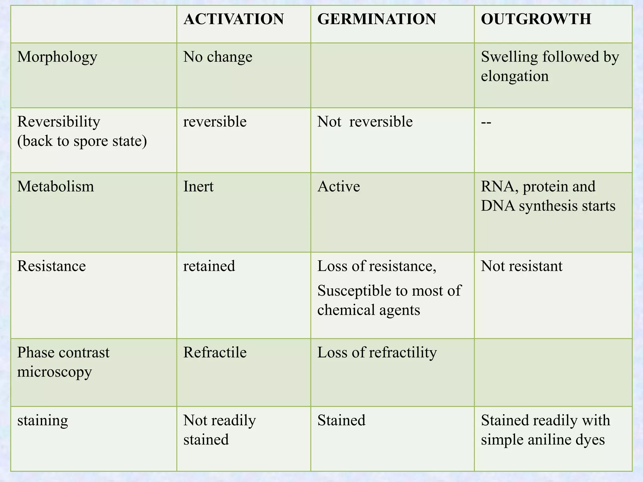 bacterial spore.ppt