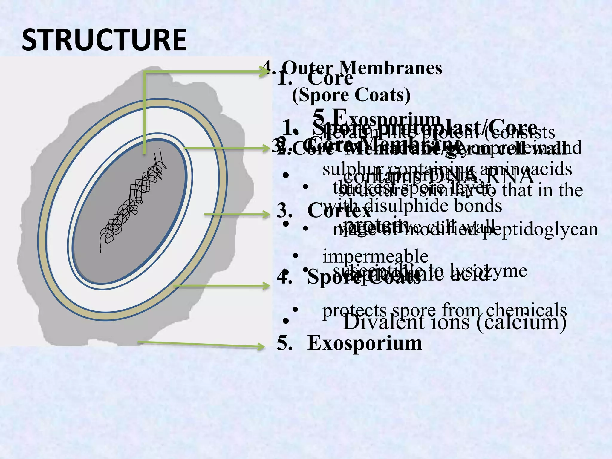 bacterial spore.ppt