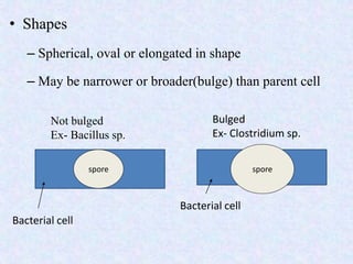 bacterial spore.ppt