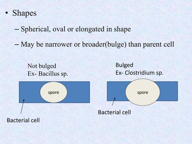 bacterial spore.ppt