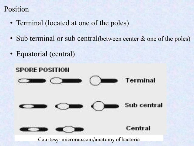 bacterial spore.ppt