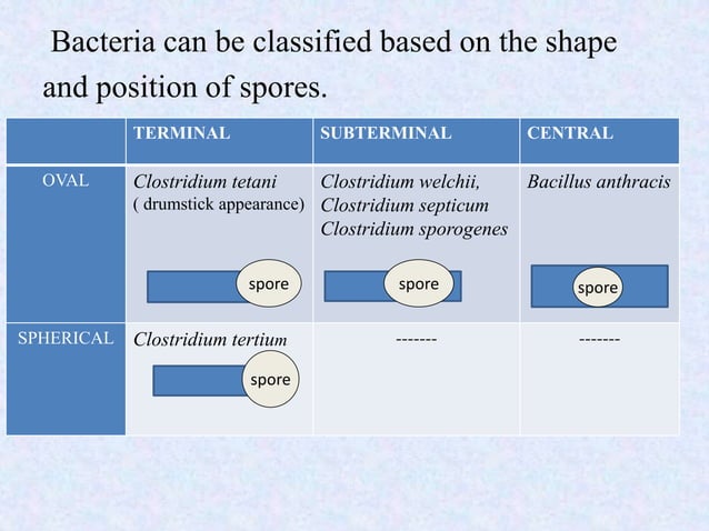 bacterial spore.ppt