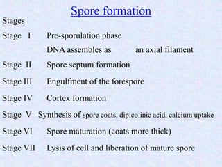 bacterial spore.ppt