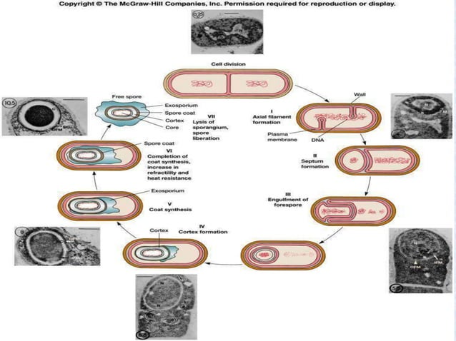 bacterial spore.ppt