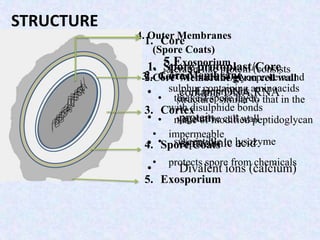 bacterial spore.ppt