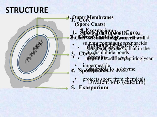bacterial spore.ppt