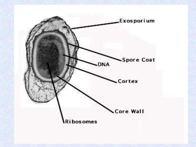 bacterial spore.ppt