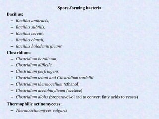 Spore Bacteria