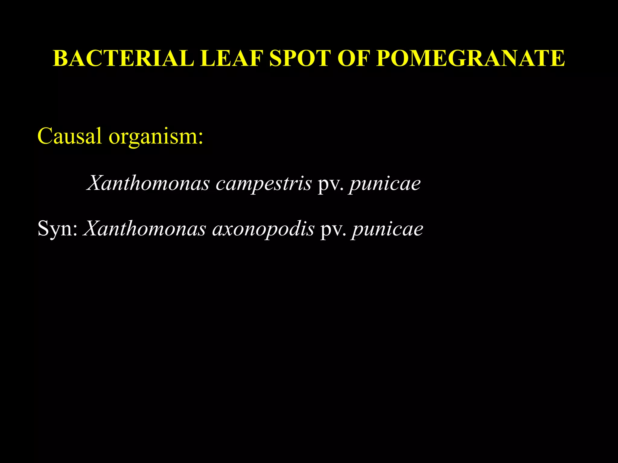 Bacterial spot of pomegranate | PPTX