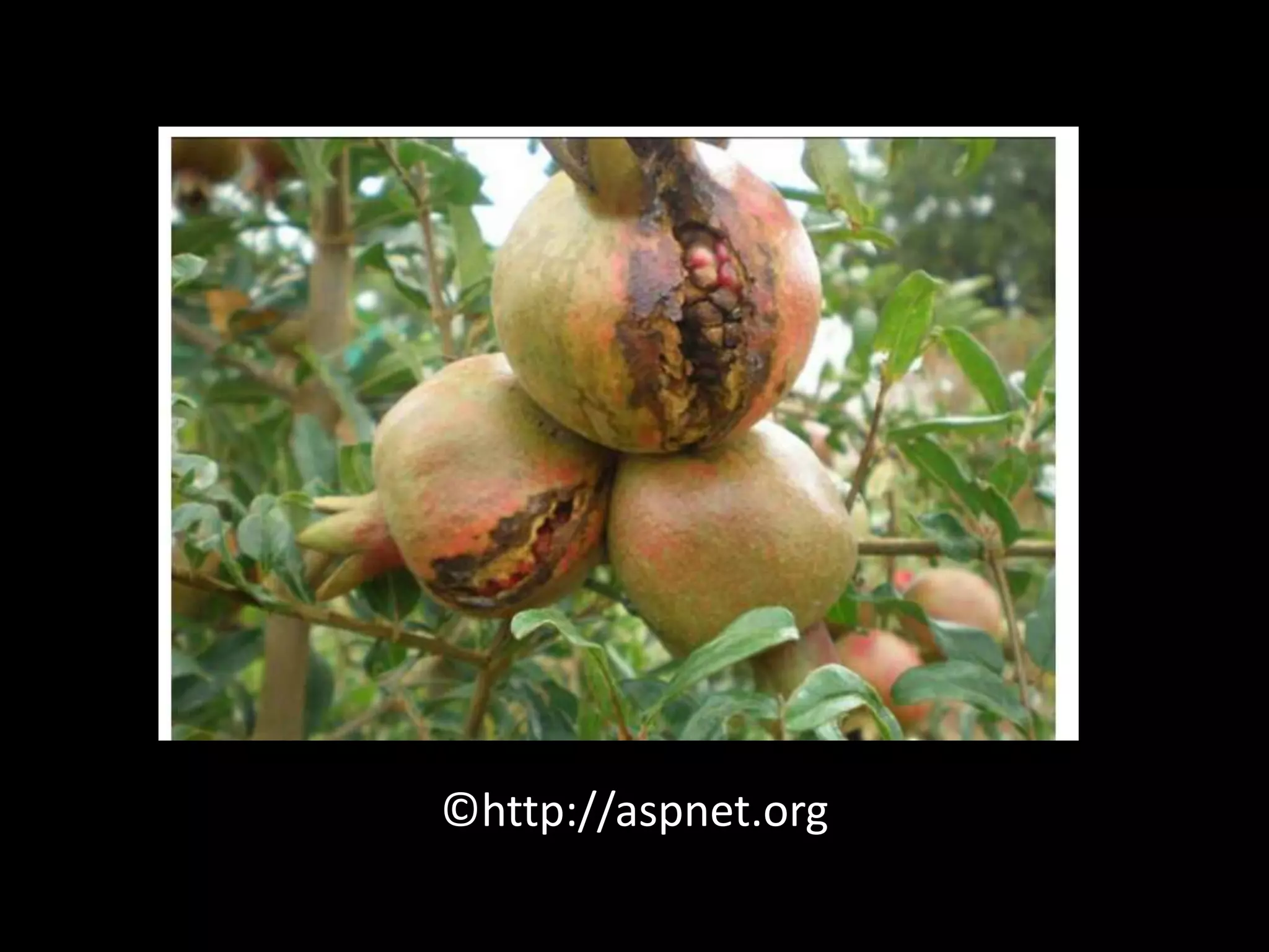 Bacterial spot of pomegranate | PPTX