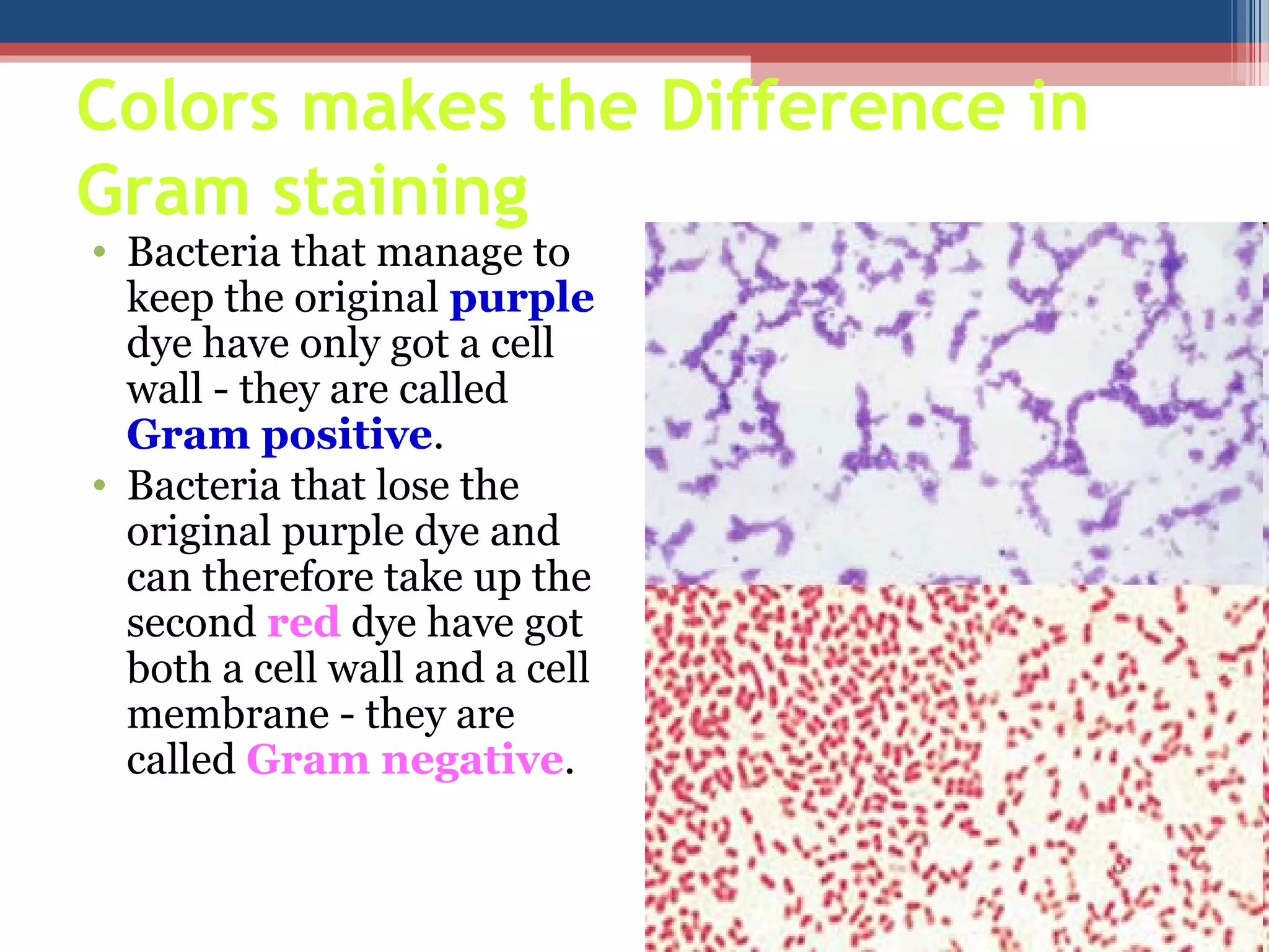 gram staining | PPT