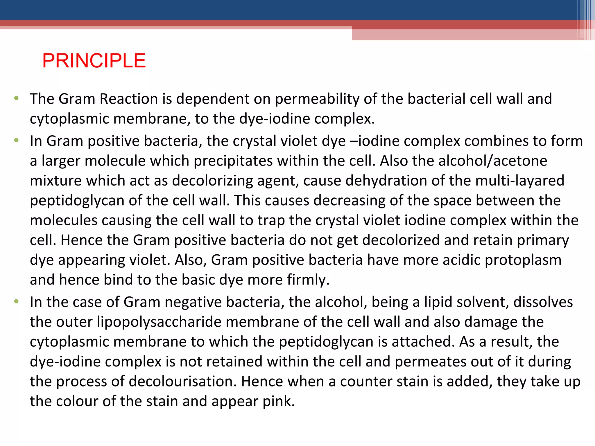 gram staining | PPT