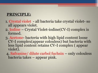 Bacterial staining | PPT