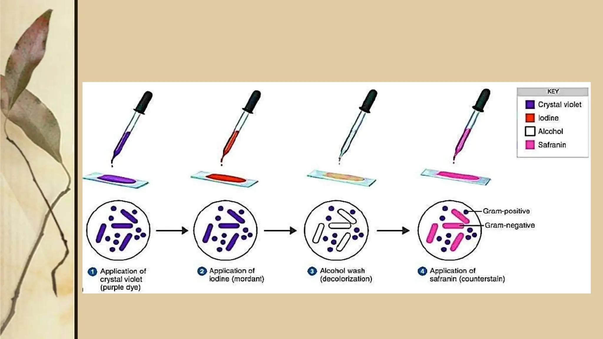 bacterial staining.pptx | Chemistry | Science