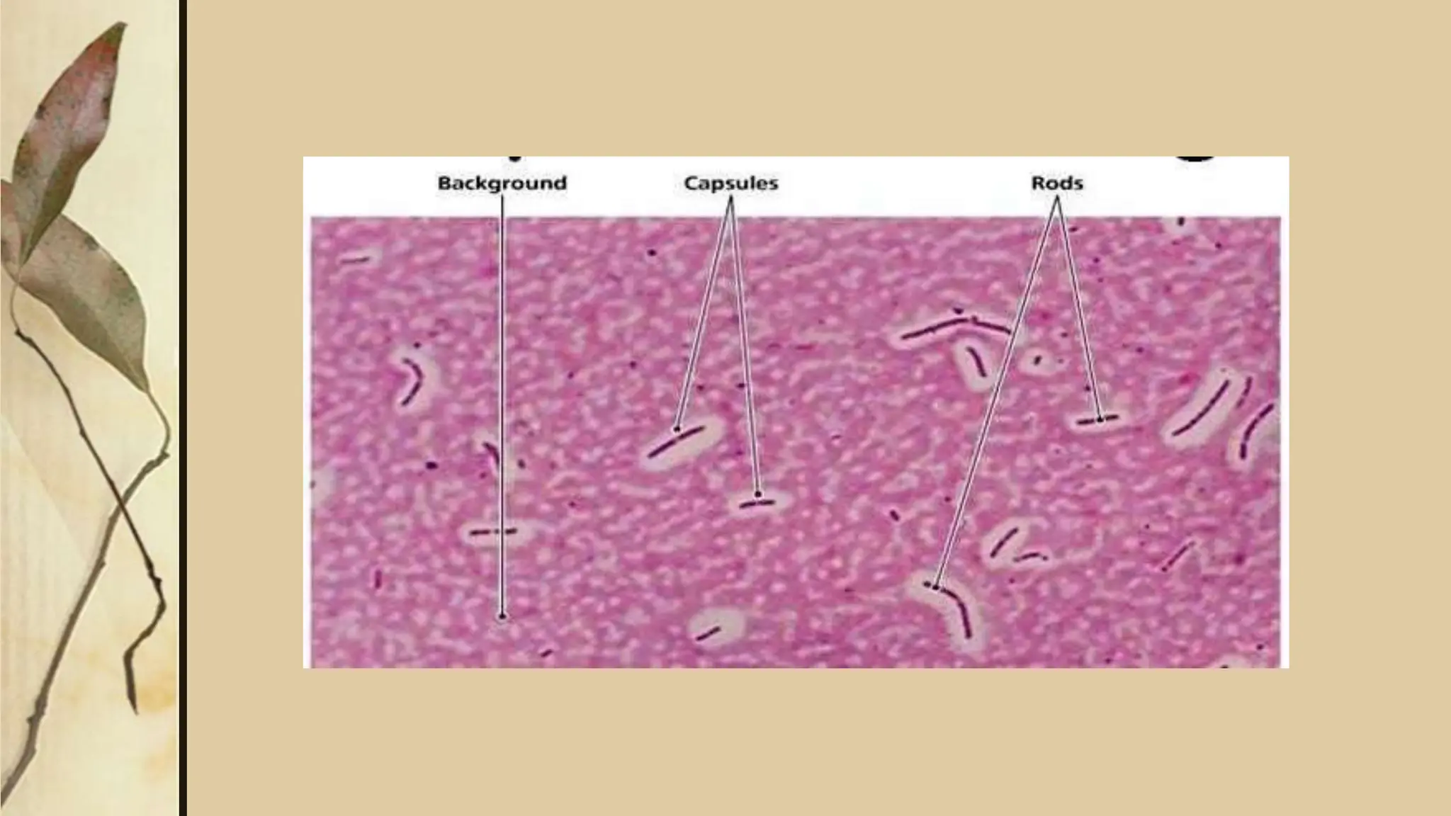 bacterial staining.pptx | Chemistry | Science